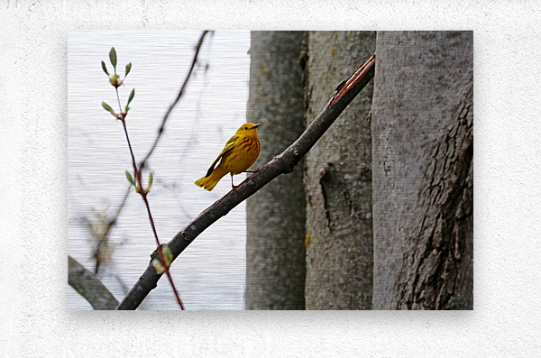 Step Lively - Deb Oppermann