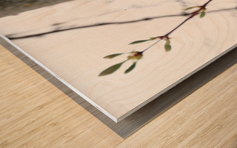 Step Lively - Deb Oppermann